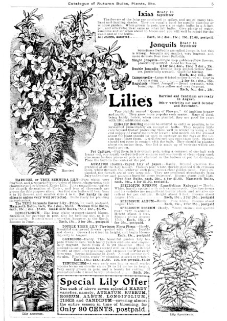 Free Printable Flower Catalog pages | Mazourka-Iris